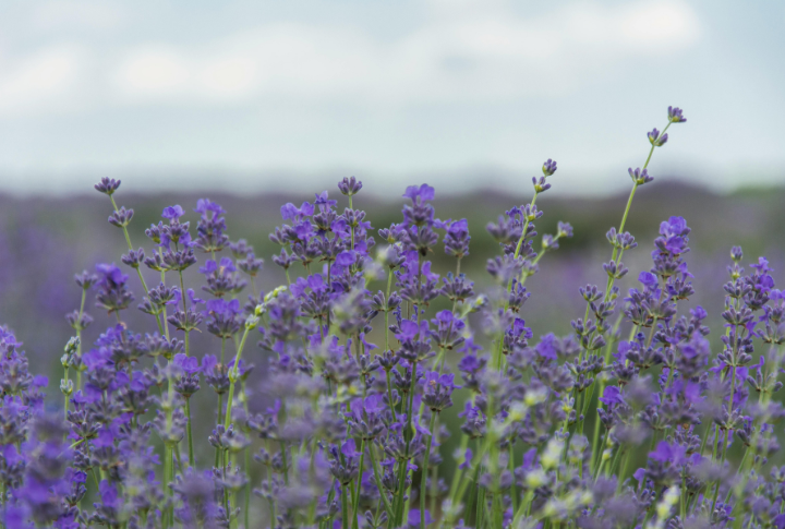 10 beautiful purple perennials to add to your garden