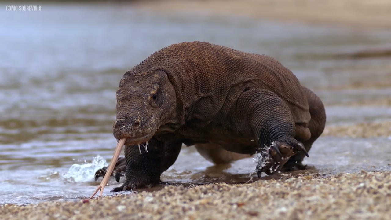 Mira qué pasa si un dragón de Komodo comienza a cazarte