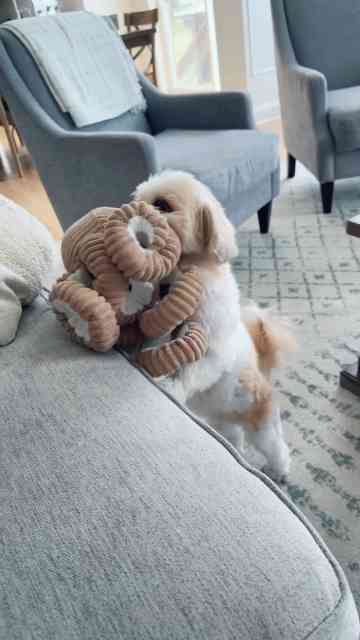 A determined Shih Tzu on a mission