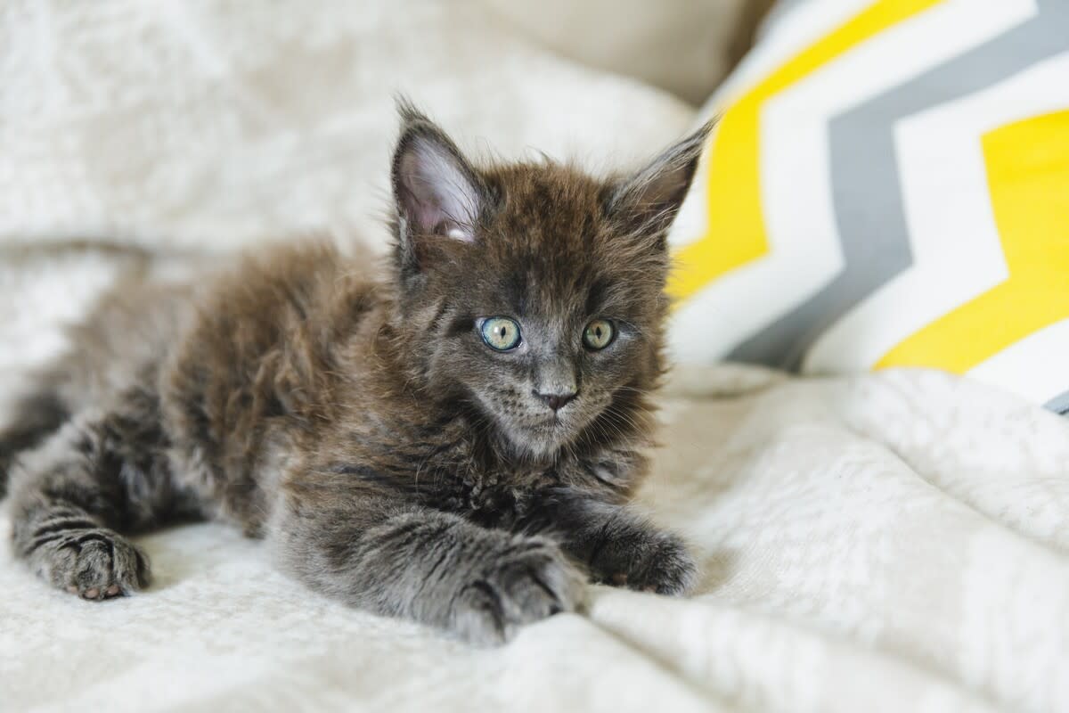 Flint, the Maine coon kitten, has hilarious love-hate relationship with ...