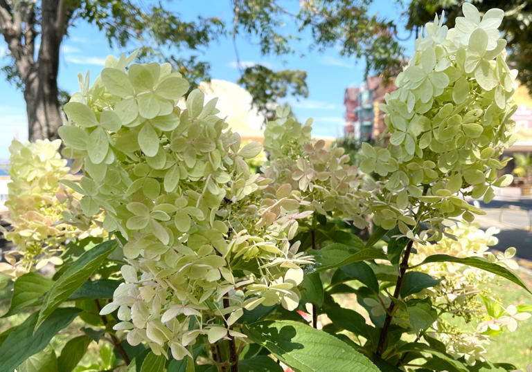 Exactly how—and when—to deadhead hydrangeas for a healthier shrub