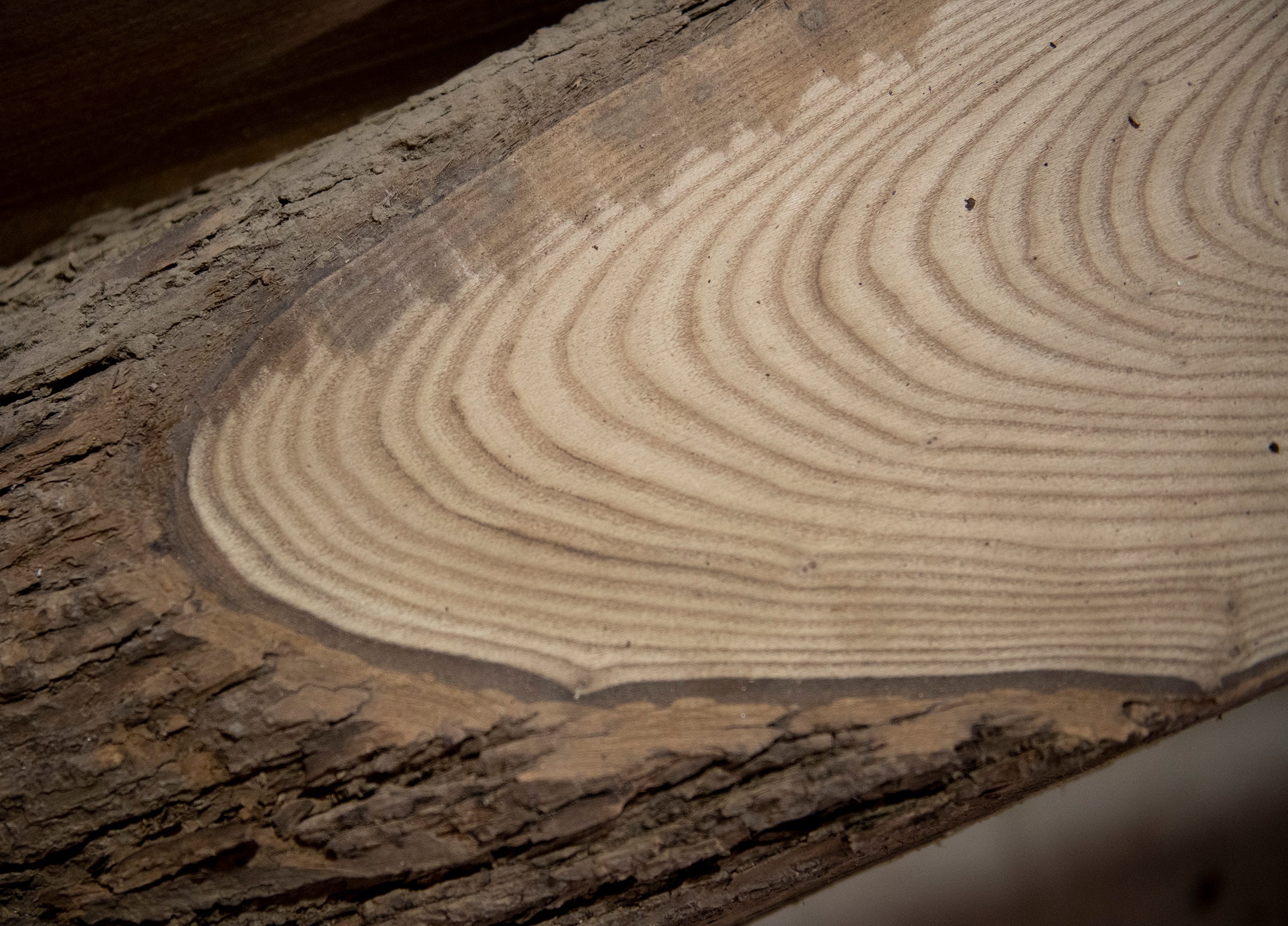 KY's hardwood crisis shows why relief alone isn't enough | Opinion