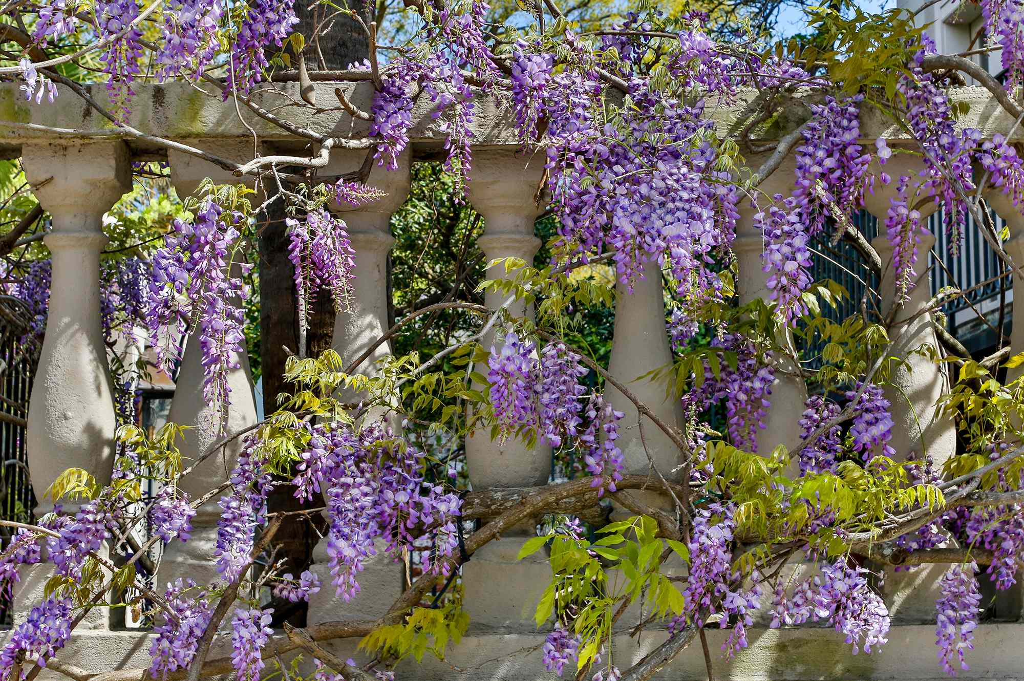 This historic southern city goes into full 'wisteria hysteria' in the ...