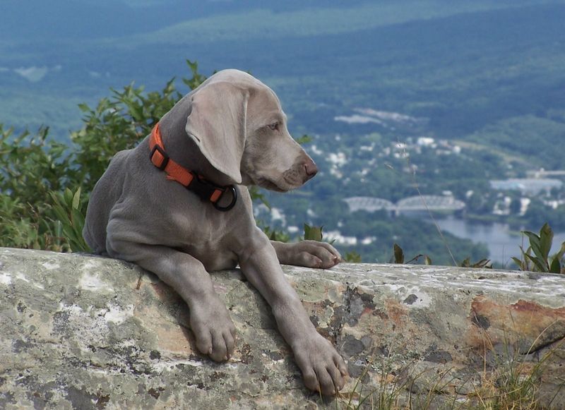 17 dog breeds that bond deeply but struggle when their person leaves ...