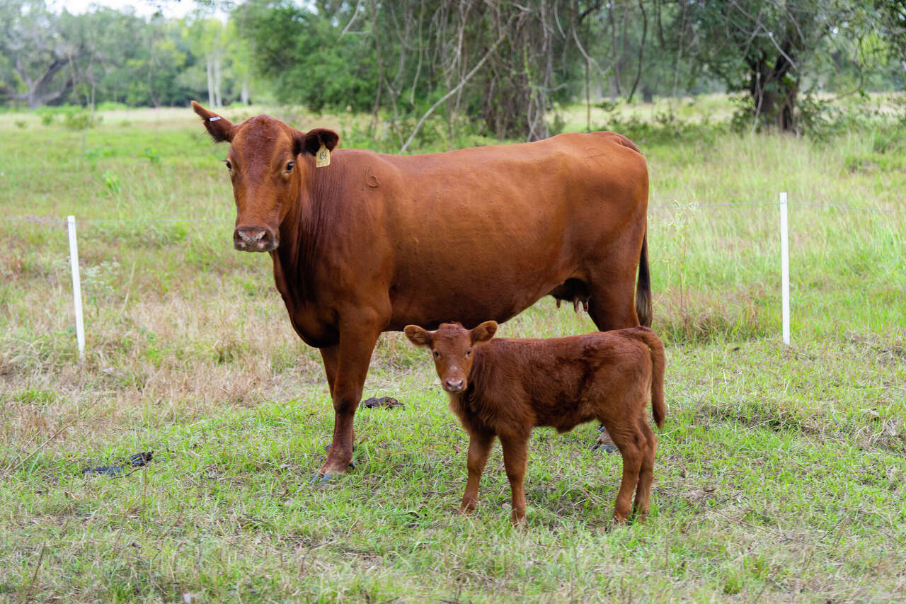 A second cow in Texas has been found infected with screwworm