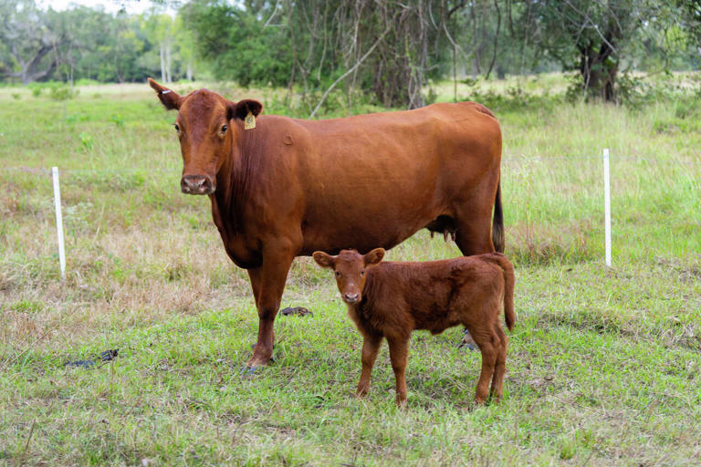 A second cow in Texas has been found infected with screwworm