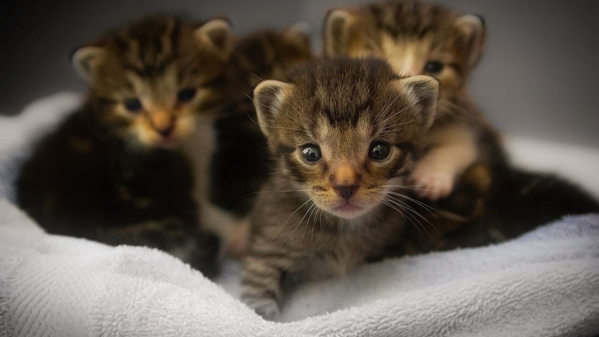 Basic and complete guide for new kitten owners
