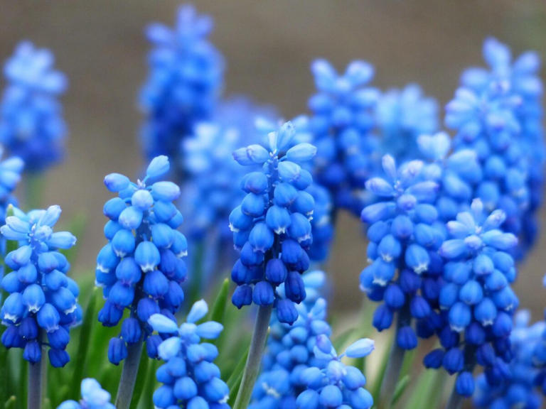 Primavera in blu: i fiori azzurri più amati e i segreti per farli ...