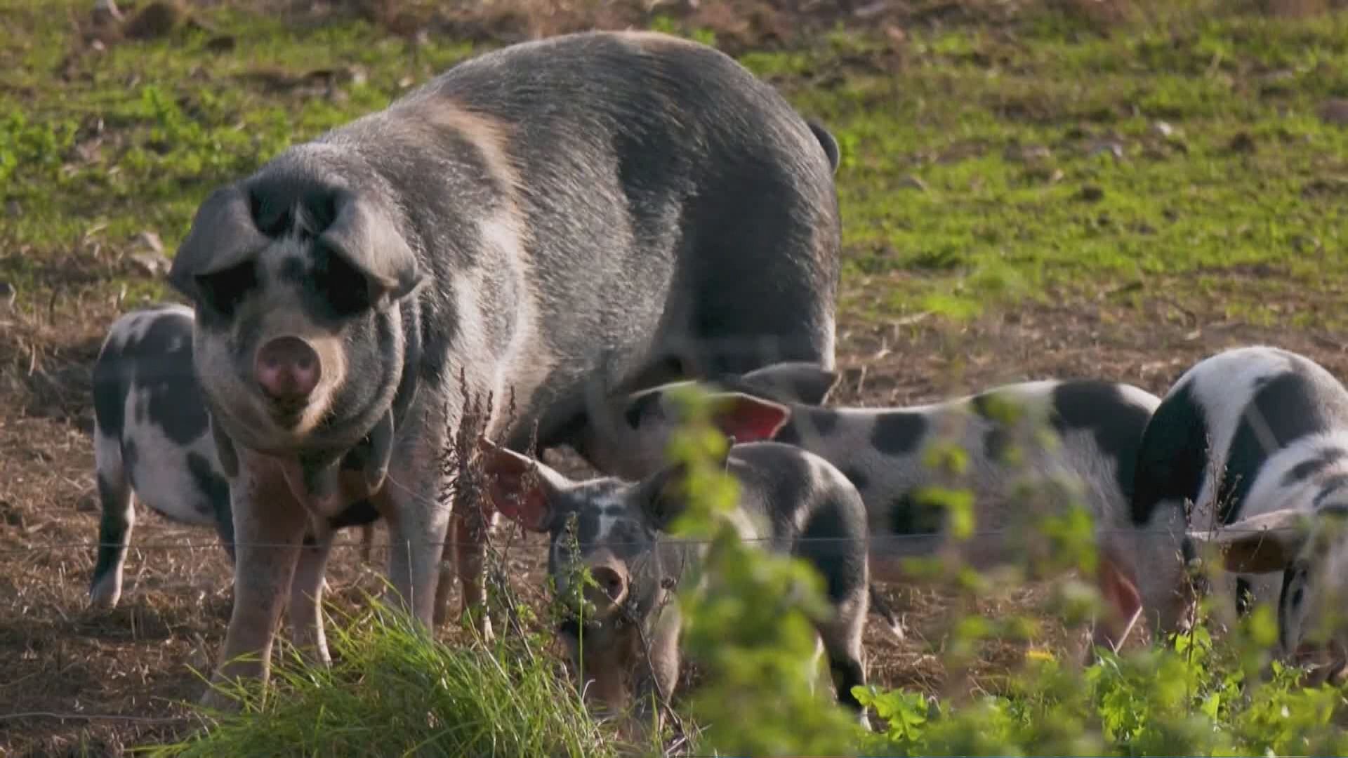 Health matters: Advocacy groups call for gene-edited pork to be labelled
