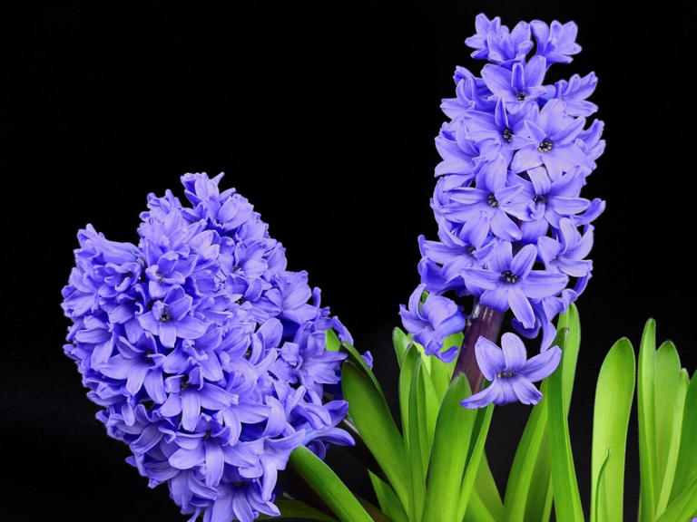 Primavera in blu: i fiori azzurri più amati e i segreti per farli ...