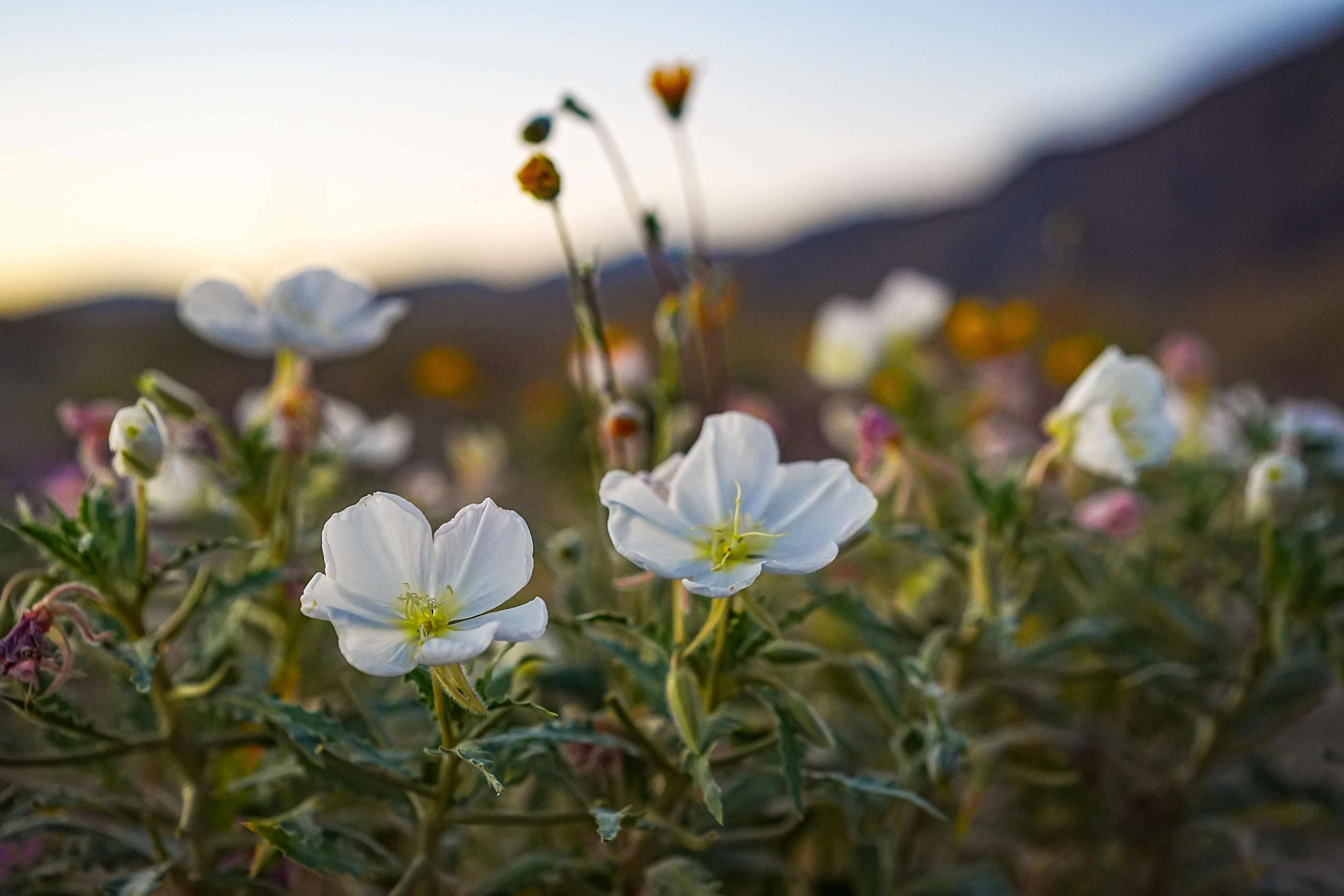 Hipcamp map pairs California superbloom hotspots with nearby campsites