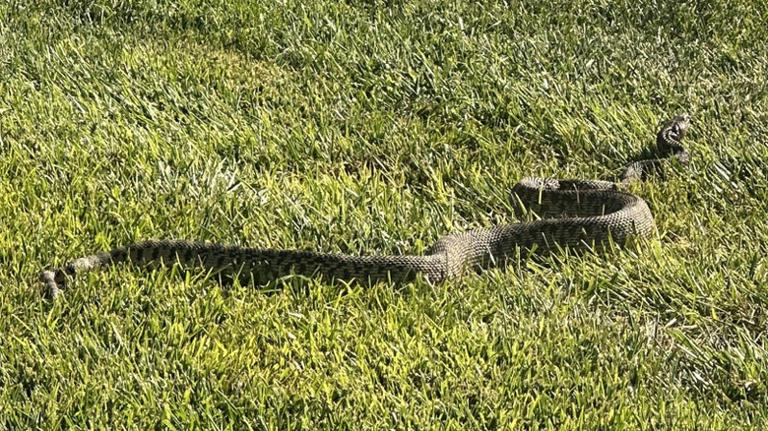 Plants that'll help keep snakes out of your yard