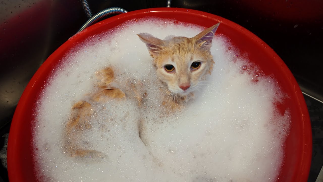 Grooming a nervous longhaired cat