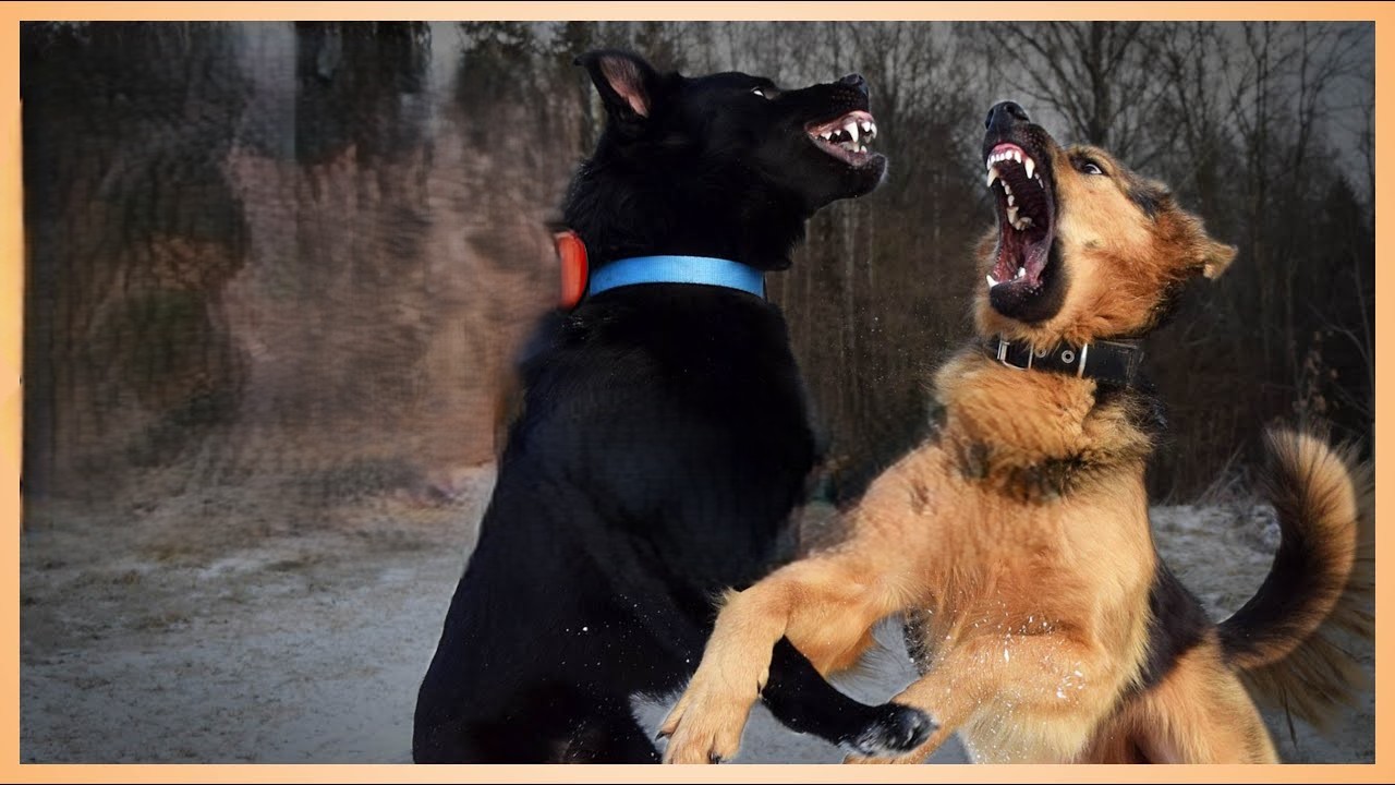 Watch what happens when two dogs start fighting