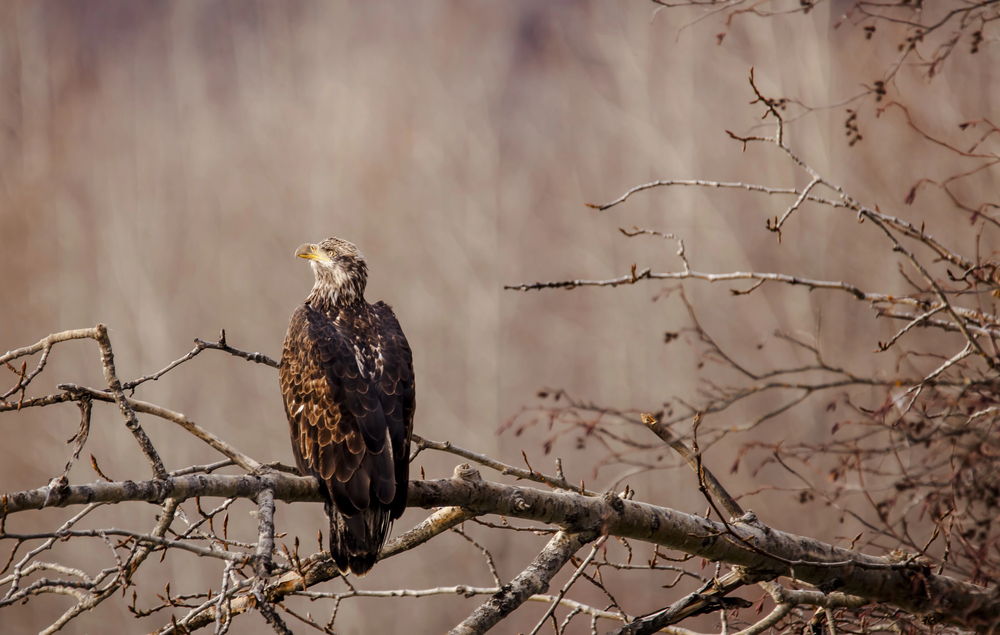 Best places to spot bald eagles in nature