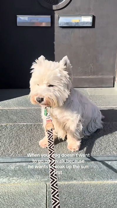 First things first: The cutest morning routine with my Westie