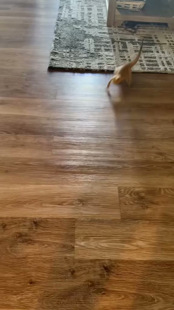 Watch my bearded dragon dance the Cha Cha Slide