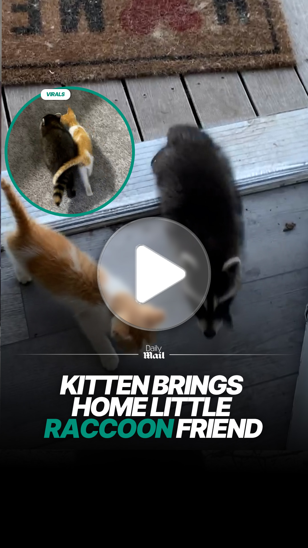 Kitten befriends tiny raccoon in adorable encounter