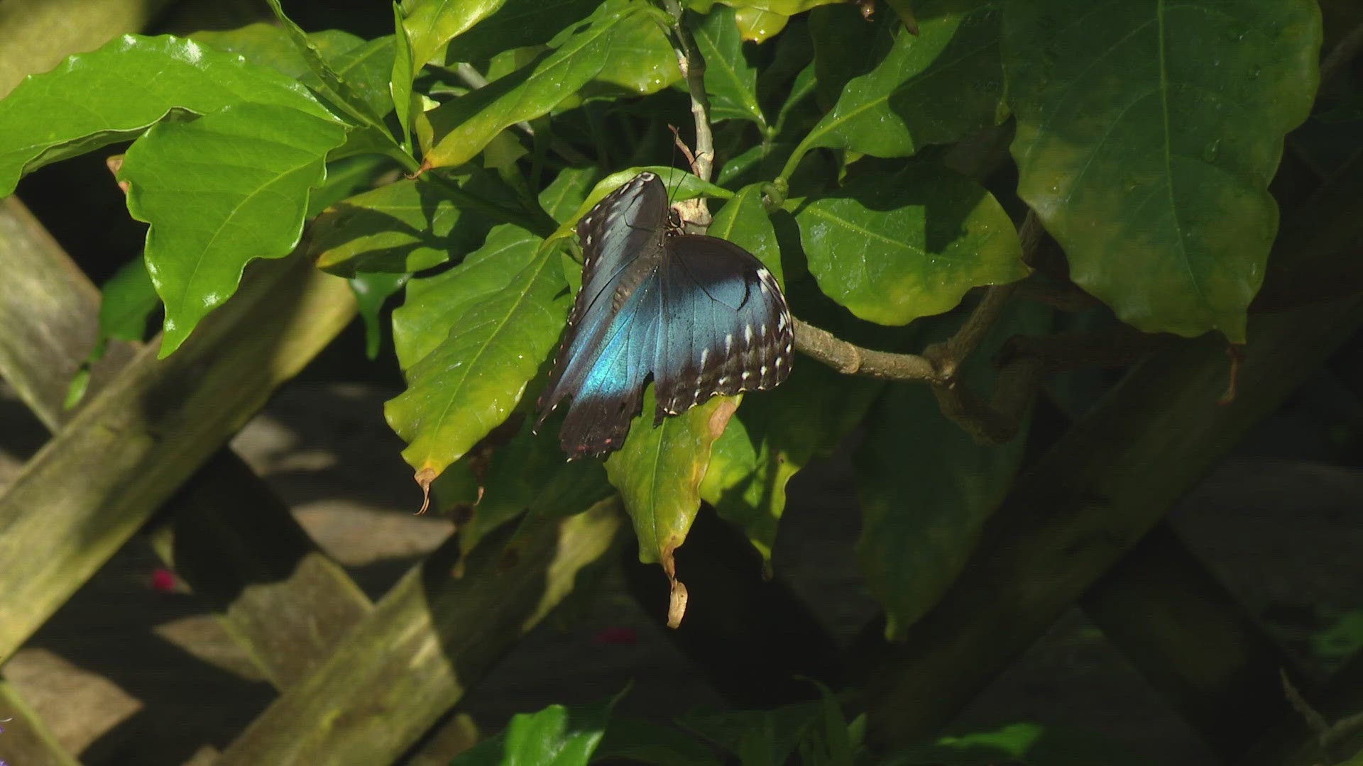Blue butterflies get star treatment in St. Louis