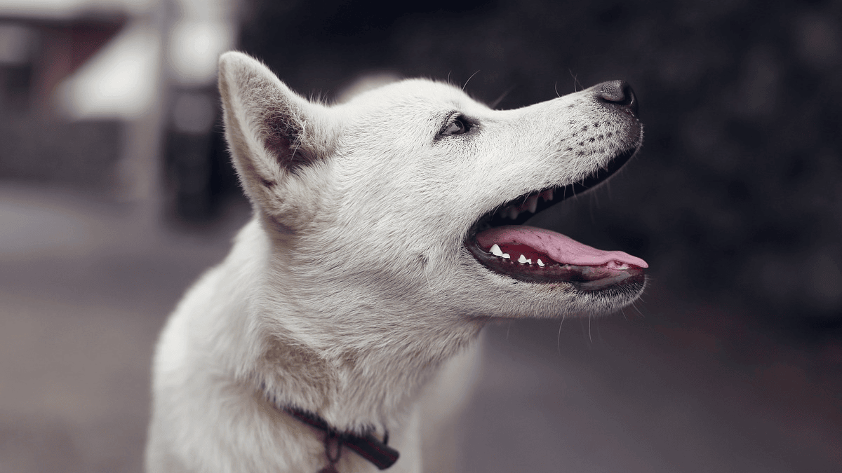8 human foods your dog can safely eat, experts say