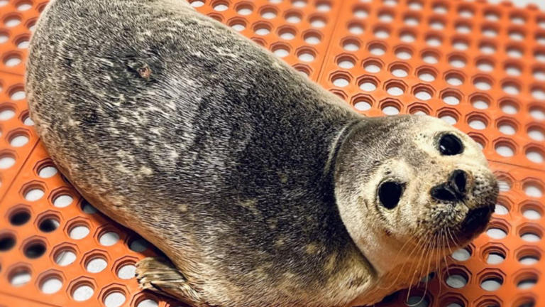 Filhote de foca é resgatado depois de ficar perdido em rodovia ...