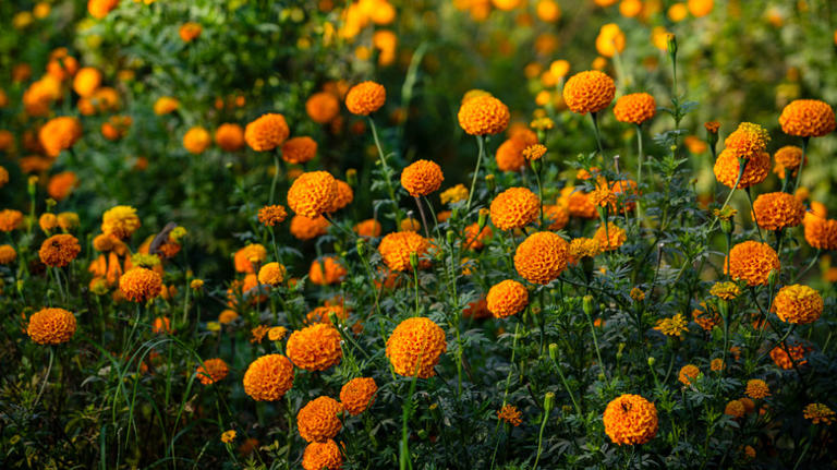 Plants that'll help keep snakes out of your yard