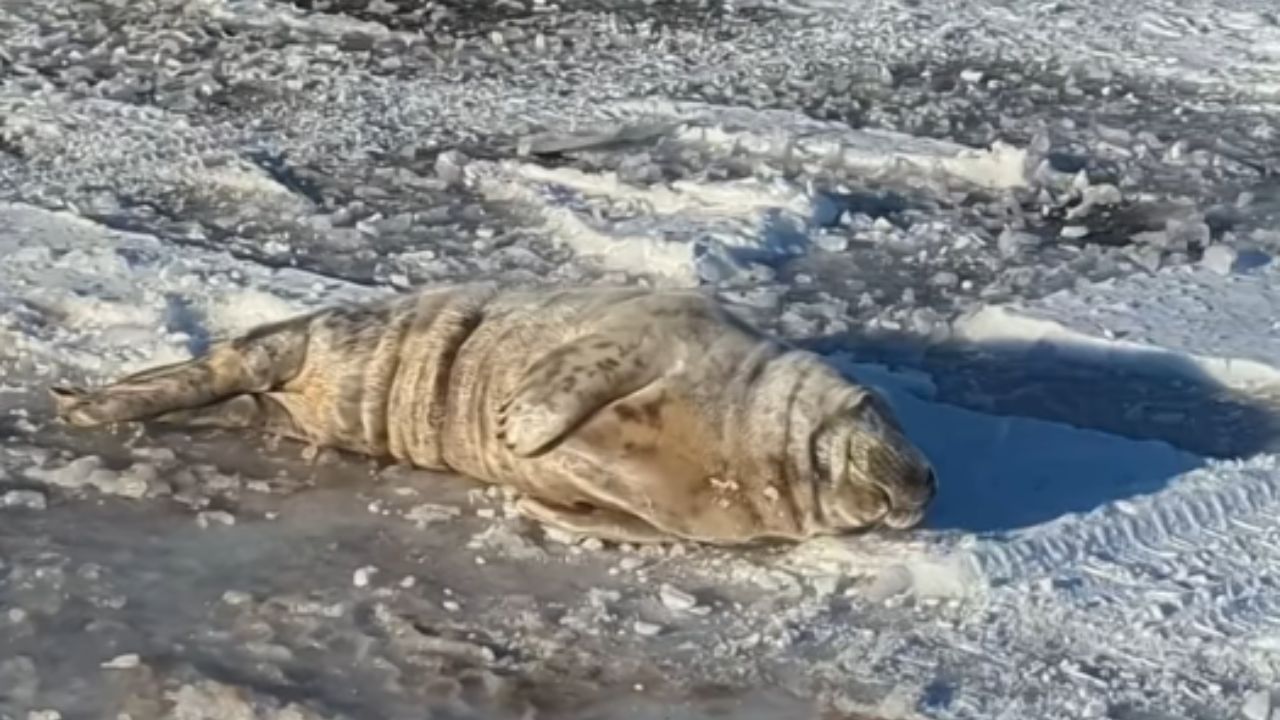 Filhote de foca é resgatado depois de ficar perdido em rodovia ...