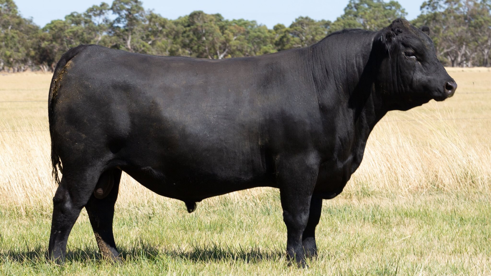 Good looks drive $235,000 record-breaking sale of South Australian ...