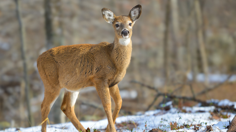 Death threatens a deeply inbred deer population as deformities and ...