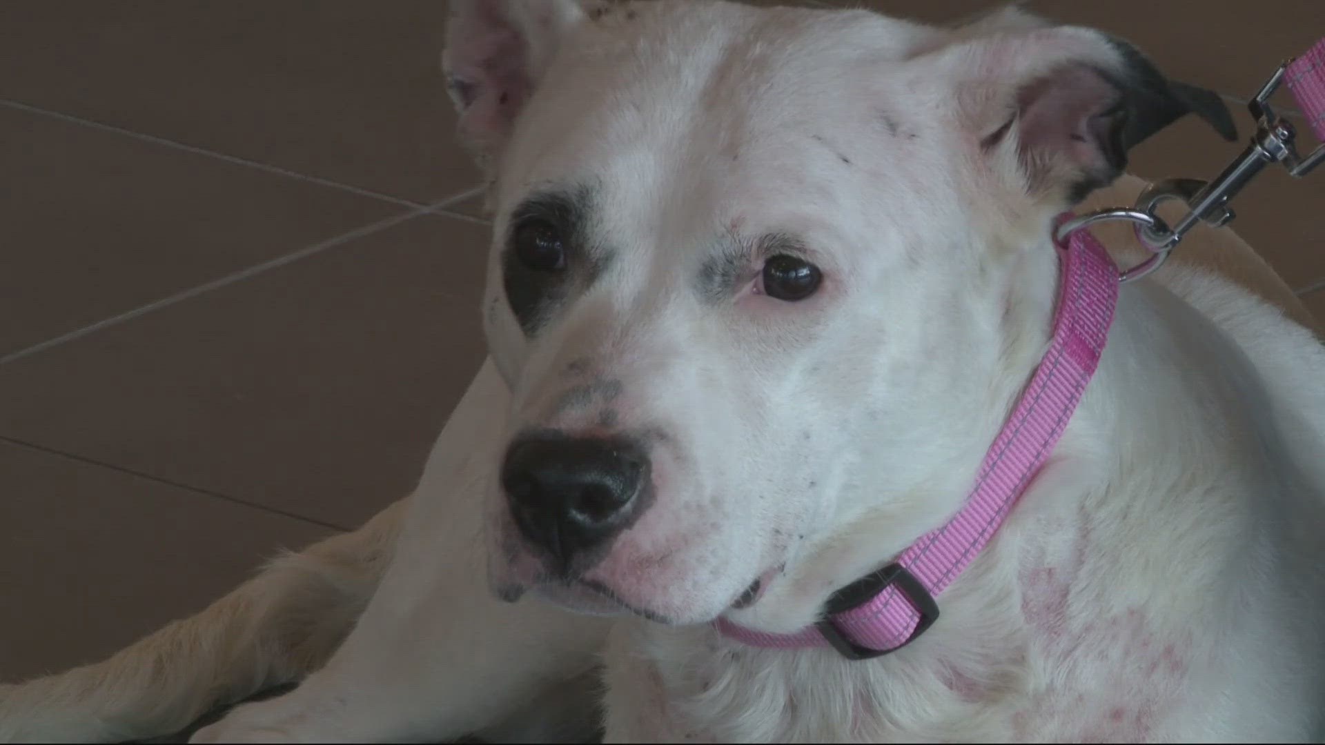 Sweetie the dog rescued after marshy standoff in Happy Valley
