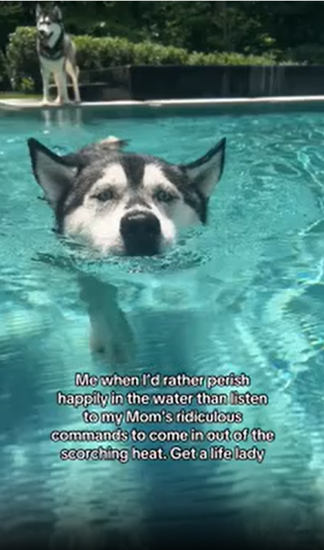 Stubborn husky ignores every command again