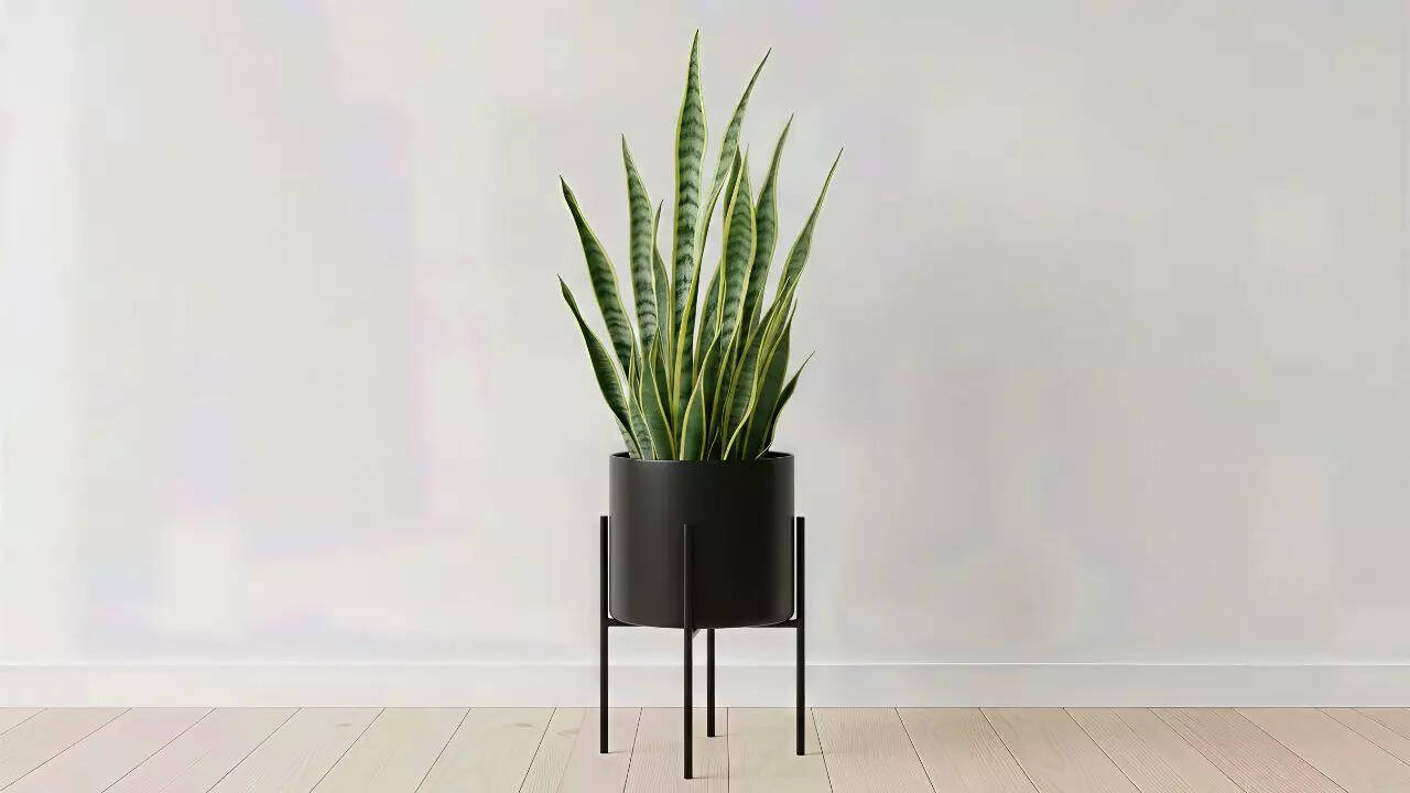 7 indoor plants perfect for small spaces