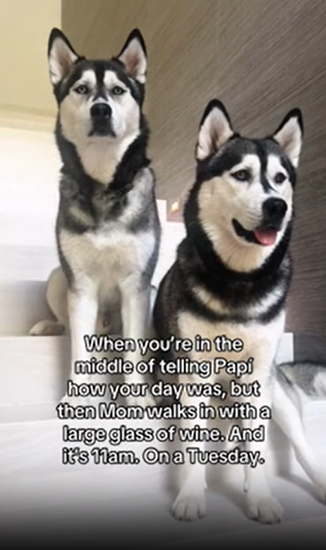 Hilarious husky antics caught on camera