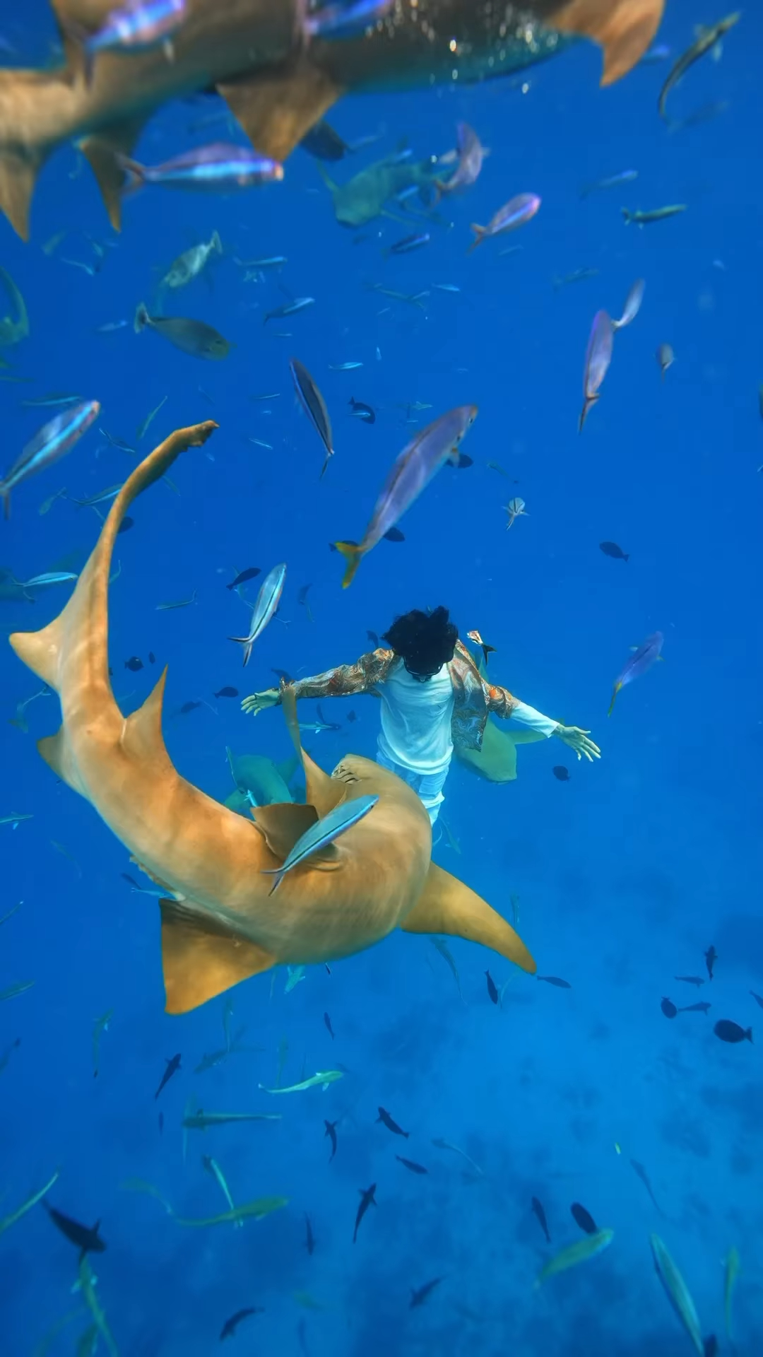 Hydroman performs underwater dance with sharks
