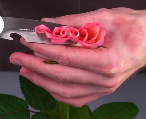 Crafty tips for flower enthusiasts you need to try