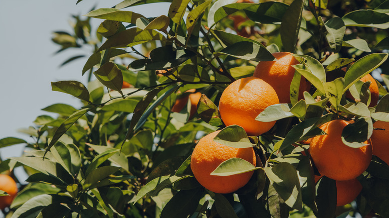 The unique type of orange used for British marmalades