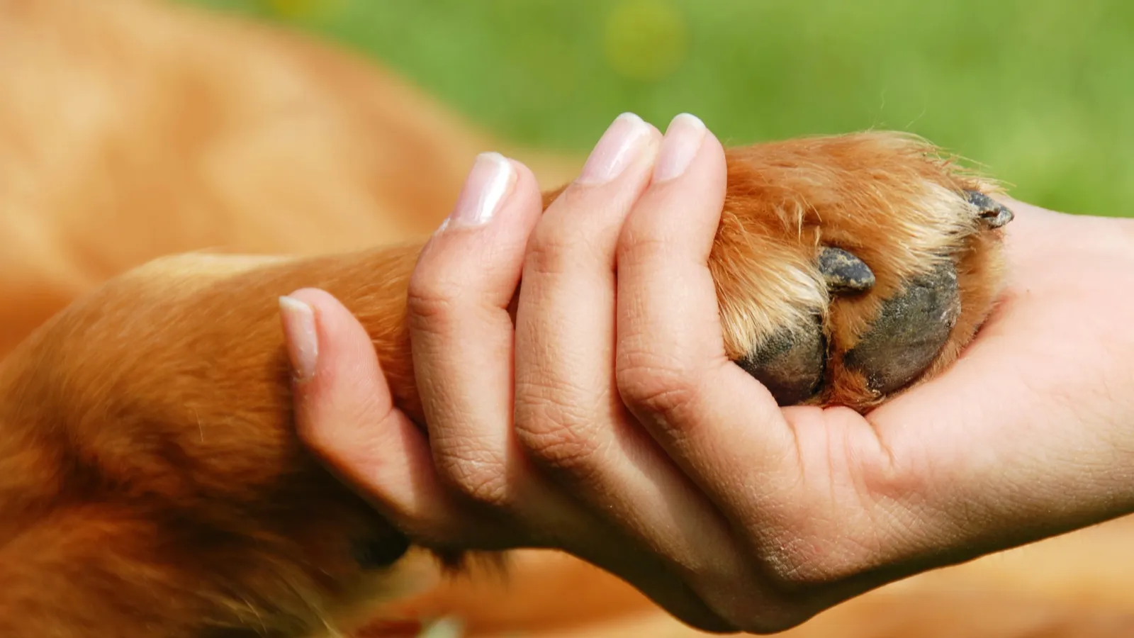 Nashville benefit concert from Carly Pearce focuses on pet care