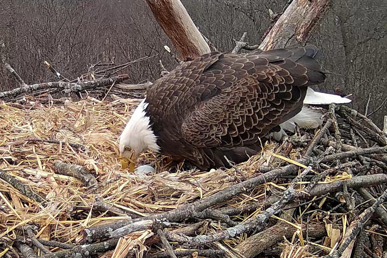 Hanover bald eagle nest welcomes first egg of 2026 season
