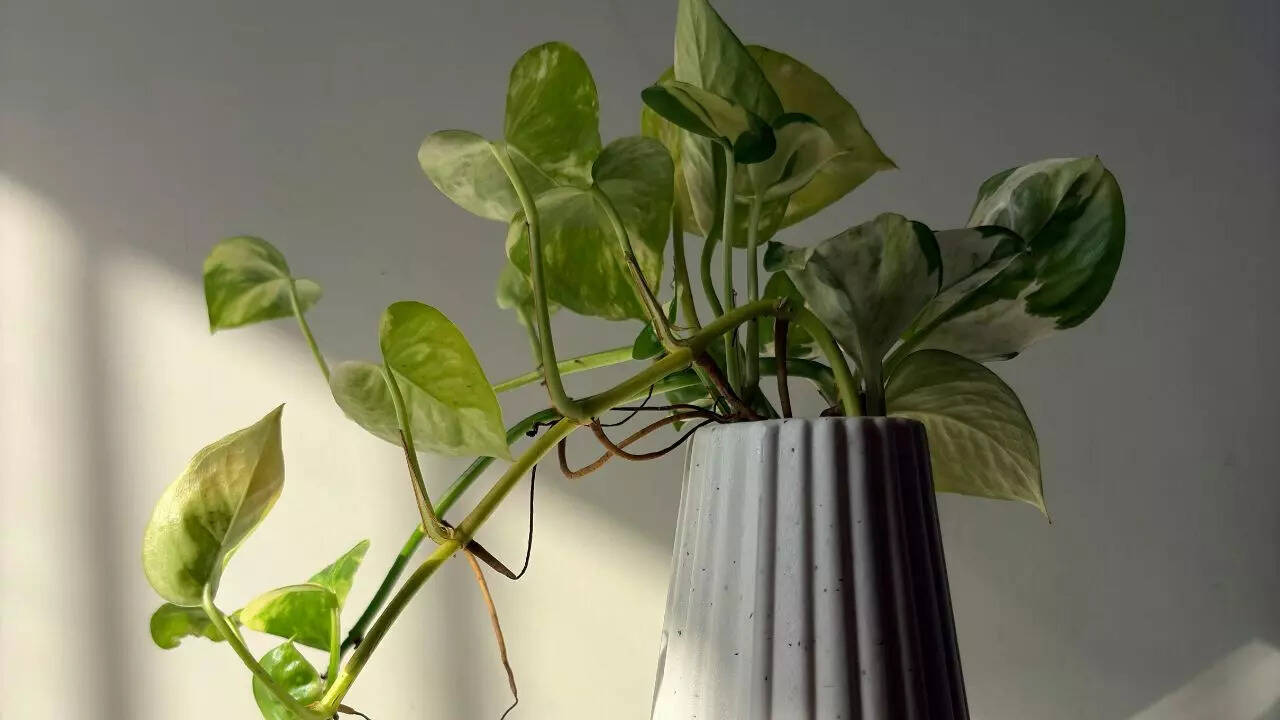 7 indoor plants perfect for small spaces