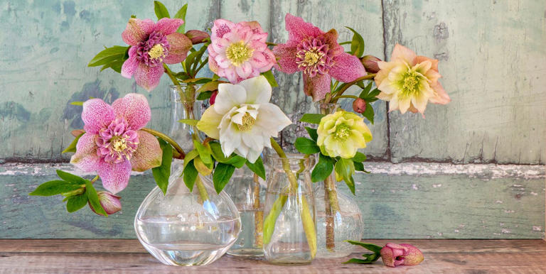 The simple trick that keeps hellebores fresh for weeks in a vase