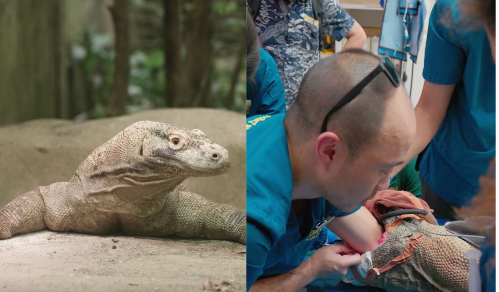 A stuffed situation: Komodo dragon’s plush toy feast at Singapore Zoo ...