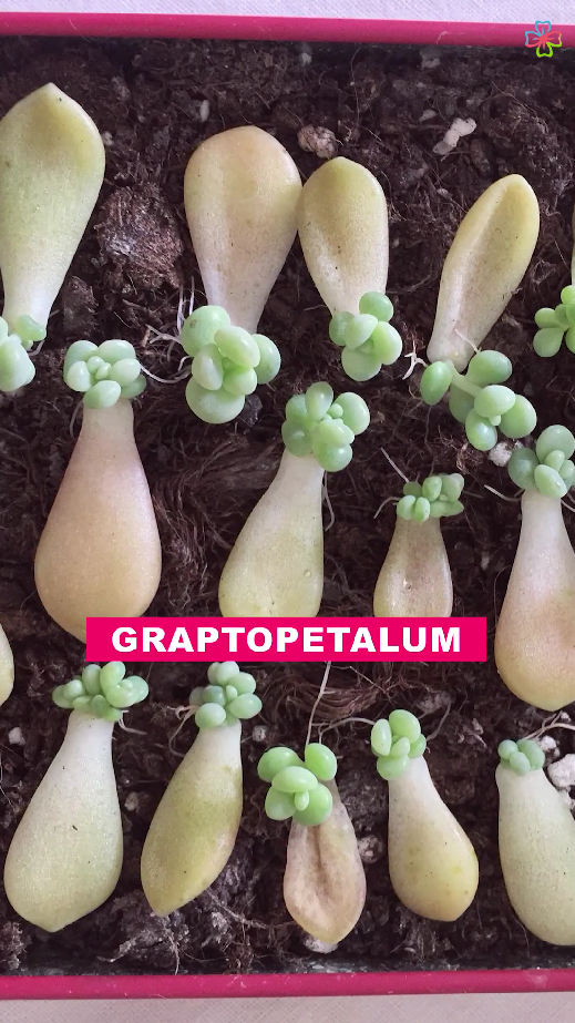 One leaf succulent propagation that actually works