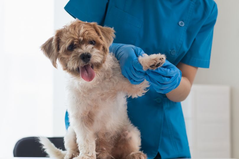 I'm a vet and every dog owner must know the symptoms of this deadly ...