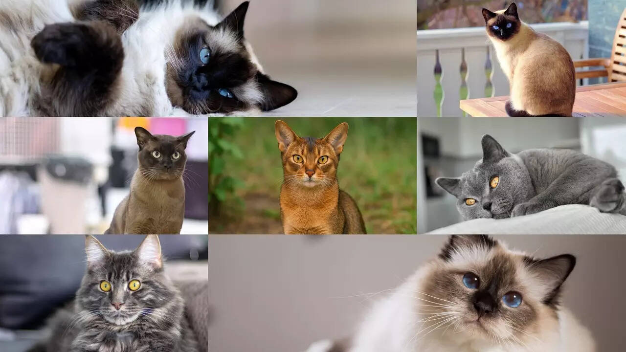 Top cat breeds that are perfect for kids