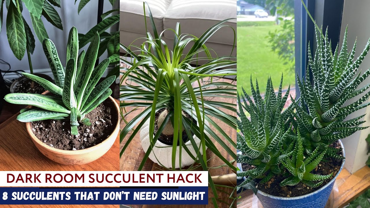 Top sunless succulents perfect for brightening indoor living spaces