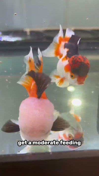 My morning routine as a fish breeder