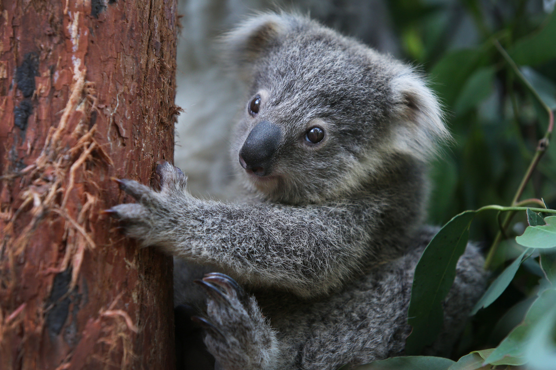 Why have wildlife populations declined by 73%?