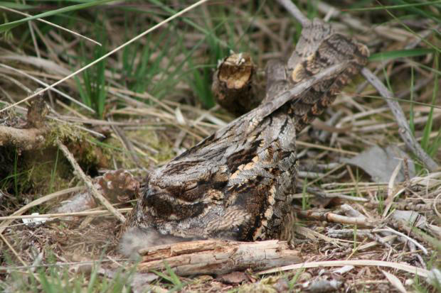 Police issue warning after reports of 'nest disturbance'