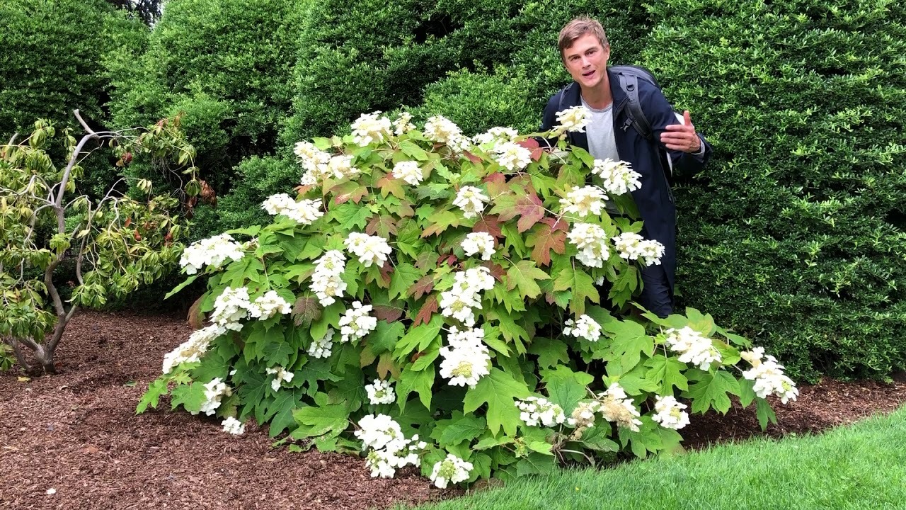 Oak leaf hydrangea - one of the best hydrangeas out there