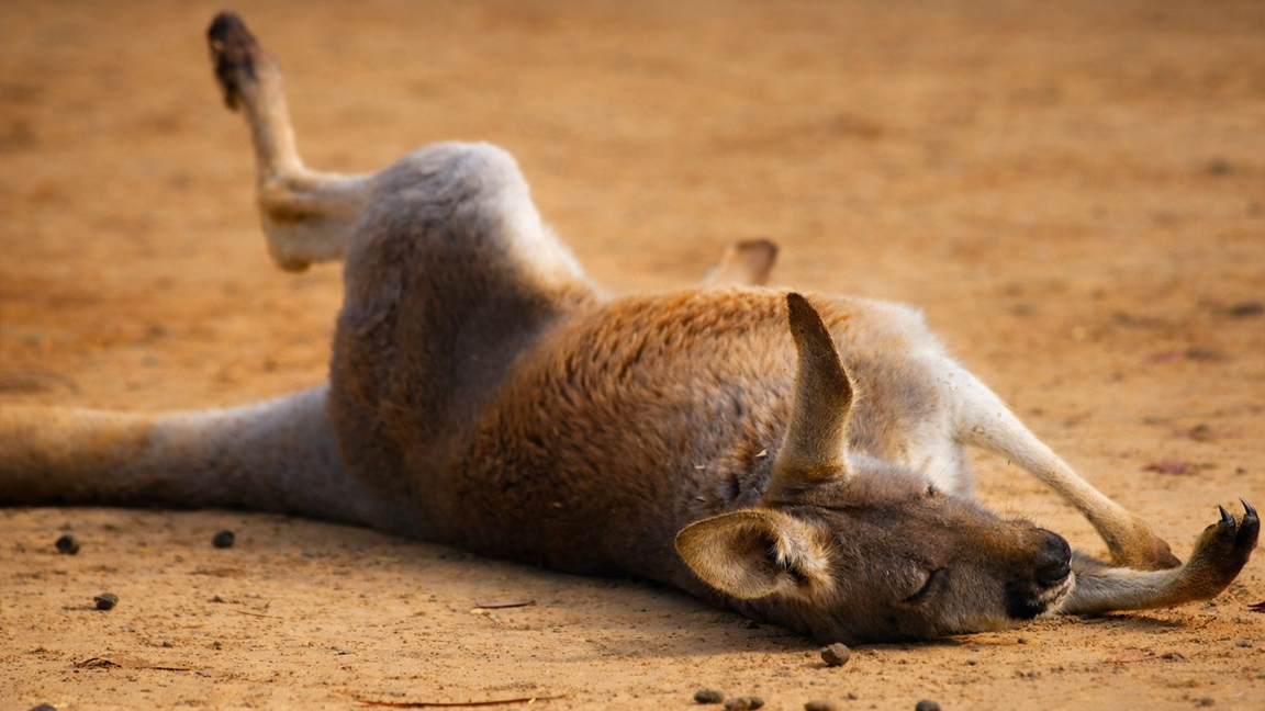Relaxed kangaroo resting on the ground